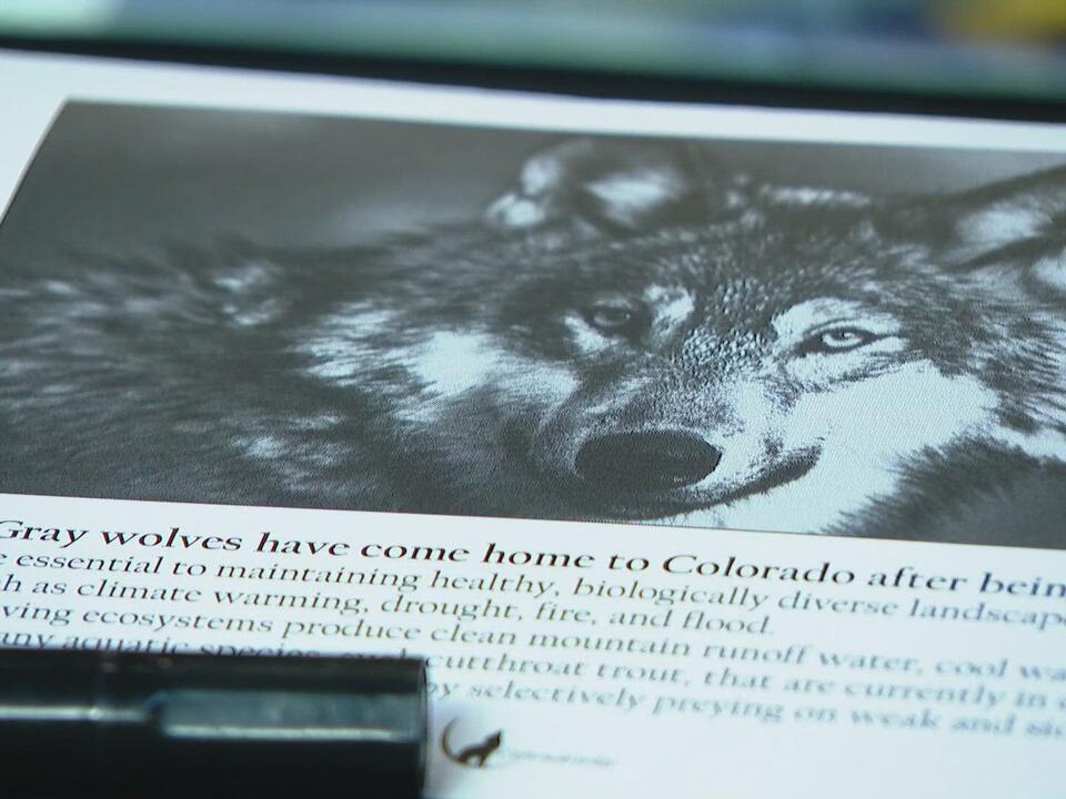 Documentary celebrates Colorado's wolf reintroduction