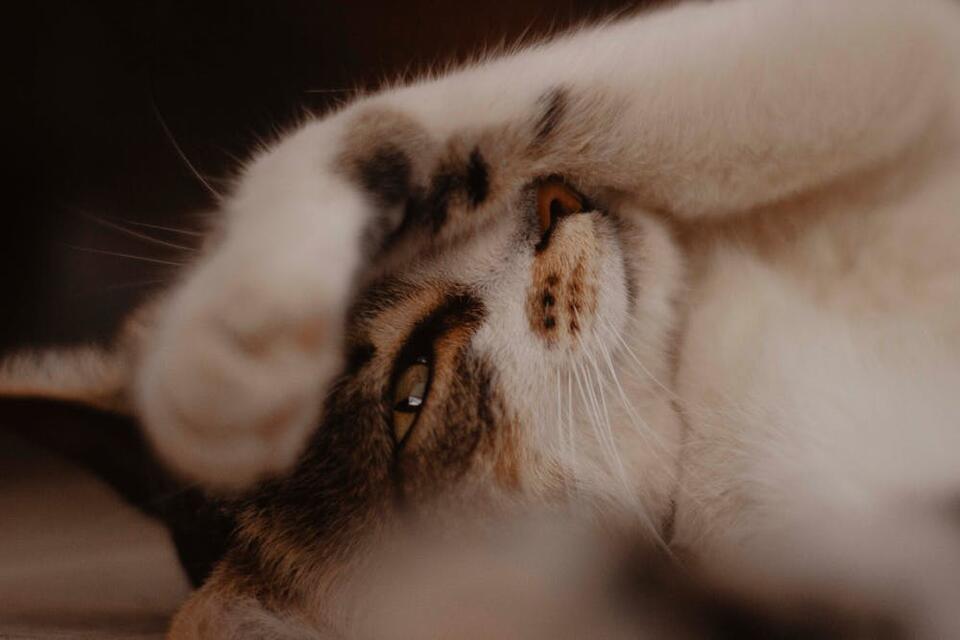 Torrevieja Expands Feral Cat Support With Major Sterilization Program ...