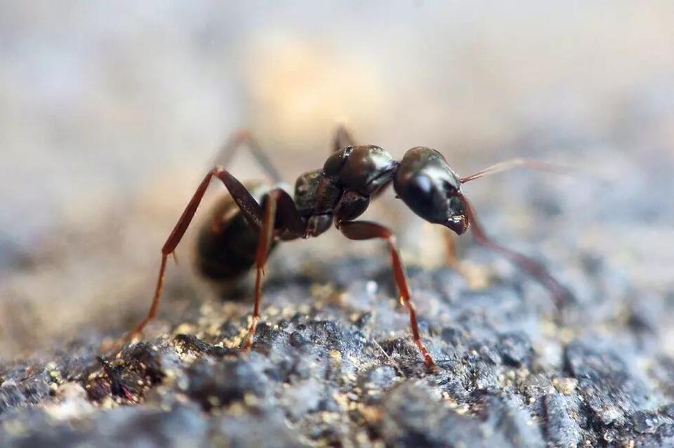 Warning: Deadly Invasive Asian Ants Now Confirmed in Indiana - NewsBreak