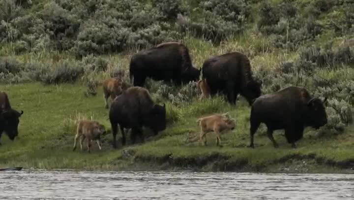 by agoetzfilm Yellowstone is a pretty epic scene in early spring The ...
