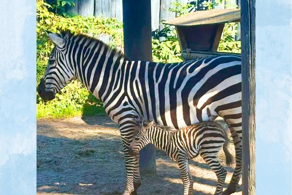 Adorable Baby Zebra Just Born at York's Wild Kingdom in Maine - NewsBreak