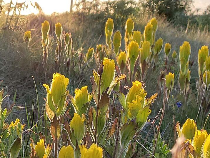Should the golden paintbrush have been delisted as an endangered species?