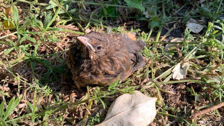 What Happens When a Baby Bird Falls from Its Nest? Expert Advice ...