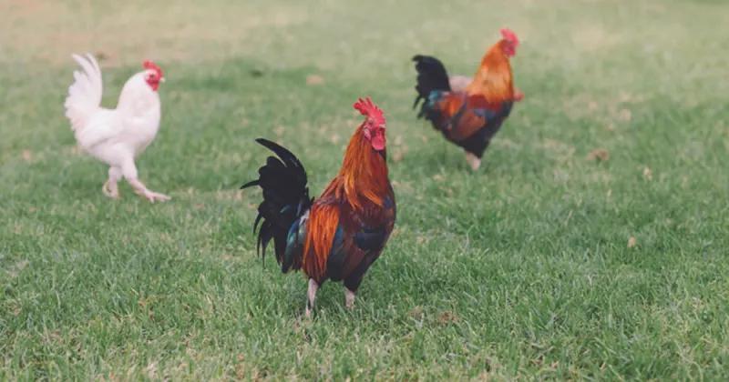 First confirmed human case, death from H5N5 bird flu reported in ...