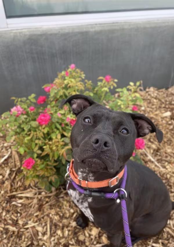 🐶 Playful, Loyal & Loving Dogs Ready for Adoption in Lincoln - NewsBreak