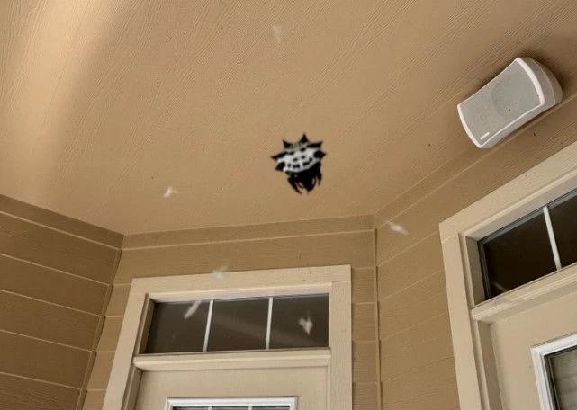 What Horrid Abomination Is This on My Backyard Patio in Texas? - NewsBreak