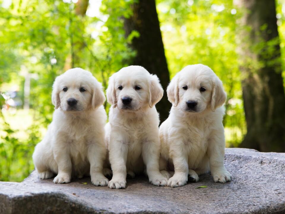 Golden Retriever Puppies Gathering to Watch 'Bluey' Are a Perfect ...