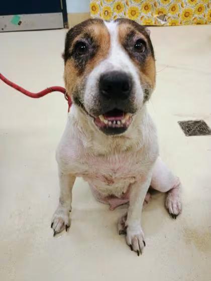 🐶 Playful, Loyal & Loving Dogs Ready for Adoption in San Angelo - NewsBreak