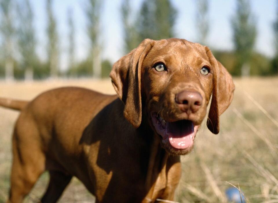 Best Cars for Dogs in 2025: Vehicles That Put Paws First - NewsBreak