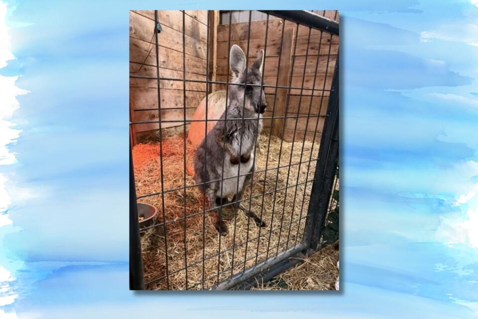 Rex the wallaby has come home - NewsBreak