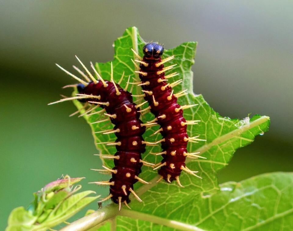 Bean plants detect caterpillar spit and call in wasps for help - NewsBreak