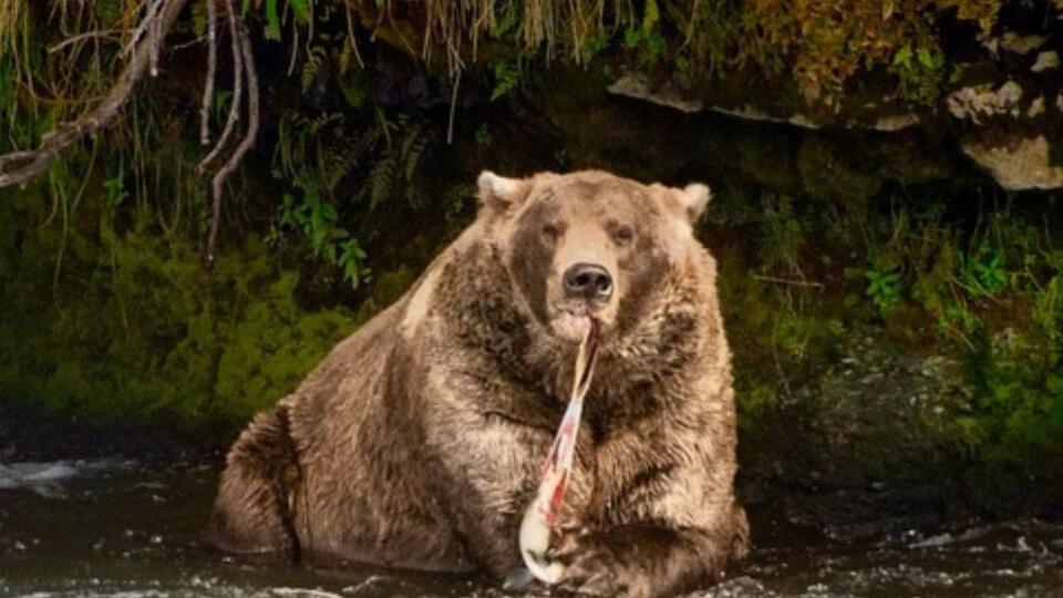 Alaska’s Fat Bear Week 2025 Has Its King And He Earned Every Bite ...