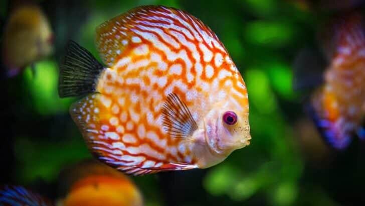These Fish Change Gender to Survive - NewsBreak