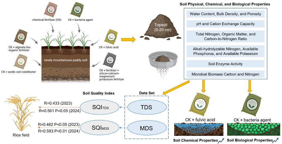 Fulvic acid accelerates functional restoration of “youth” paddy soils ...