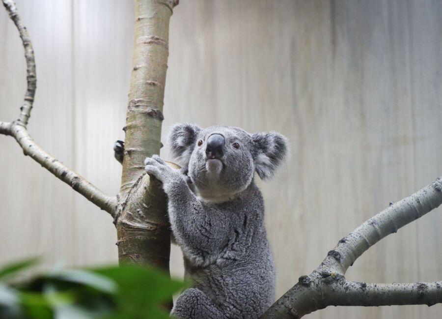 John Ball Zoo saying farewell to koalas - NewsBreak