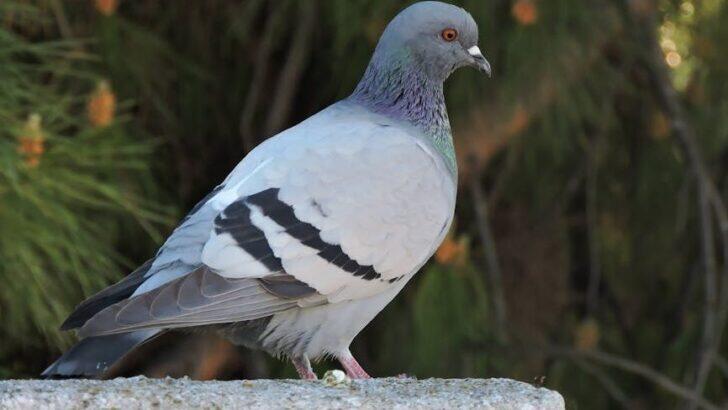 Are Pigeons Smarter Than You Think? Uncovering Urban Bird Intelligence ...