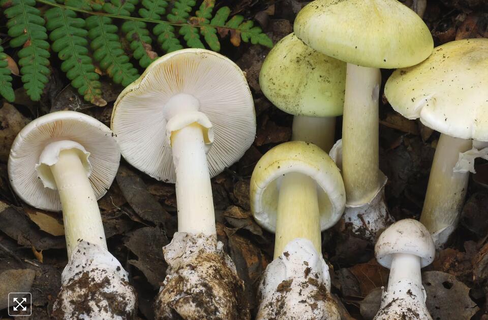 Dozens sick in outbreak of mushroom poisonings - NewsBreak