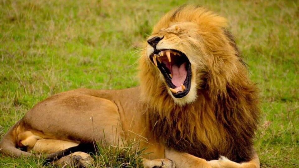 What Happens If a Predator Refuses to Kill - NewsBreak