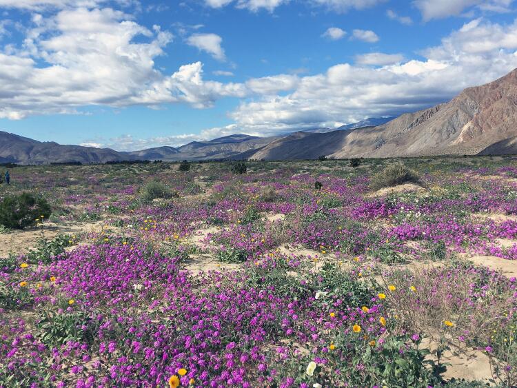 Where the wildflowers are: The annual Desert Bloom at Anza-Borrego ...