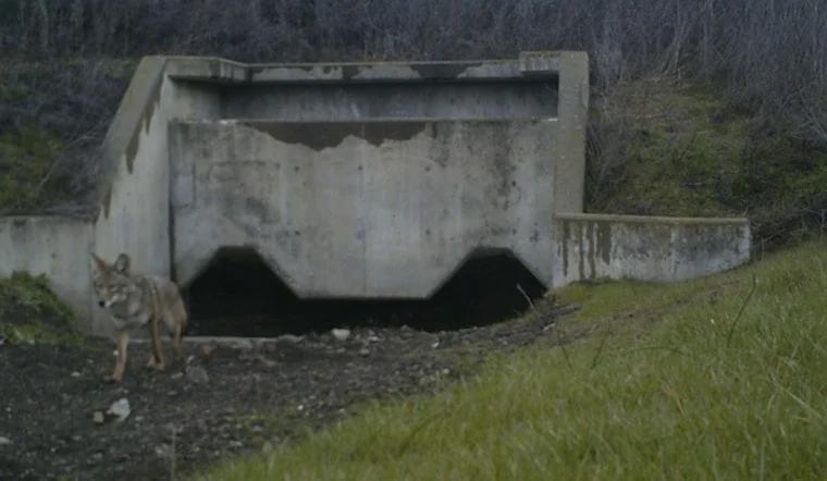 Major Wildlife Crossing Project Approved to Enhance Biodiversity in Bay ...