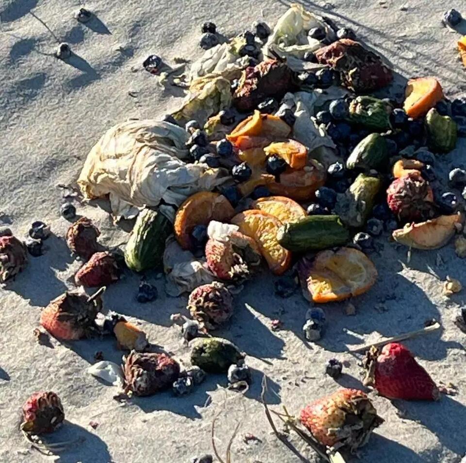 They’re Back! Dead Chicken, Weird Food Ritual in Ventnor, NJ [Photos ...
