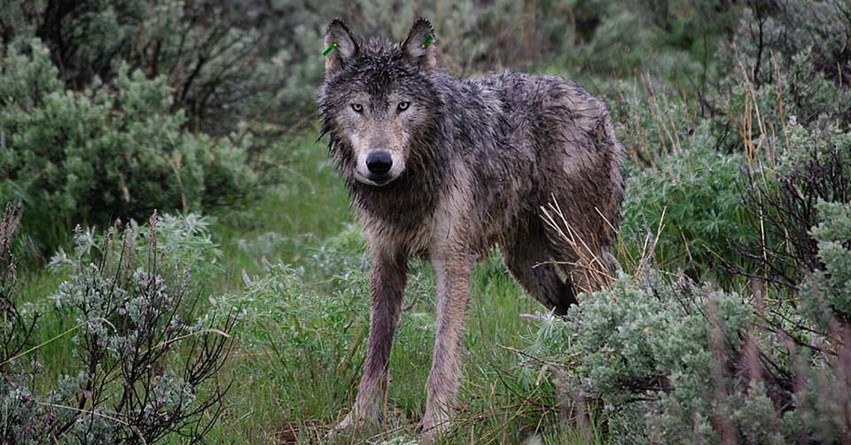 Poisoning of wolves ‘becoming an epidemic’ in Oregon - NewsBreak