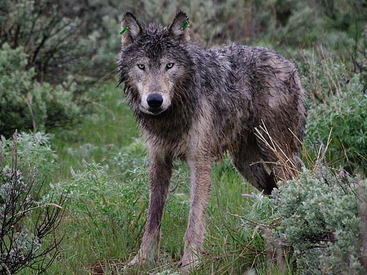 Poisoning of wolves ‘becoming an epidemic’ in Oregon