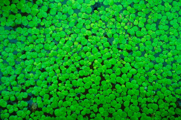 Lentil plant protein gets FDA GRAS “no objections” nod for food, drink ...