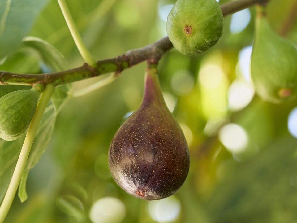 How to get a fig tree to fruit – 3 expert tips for an abundant harvest ...
