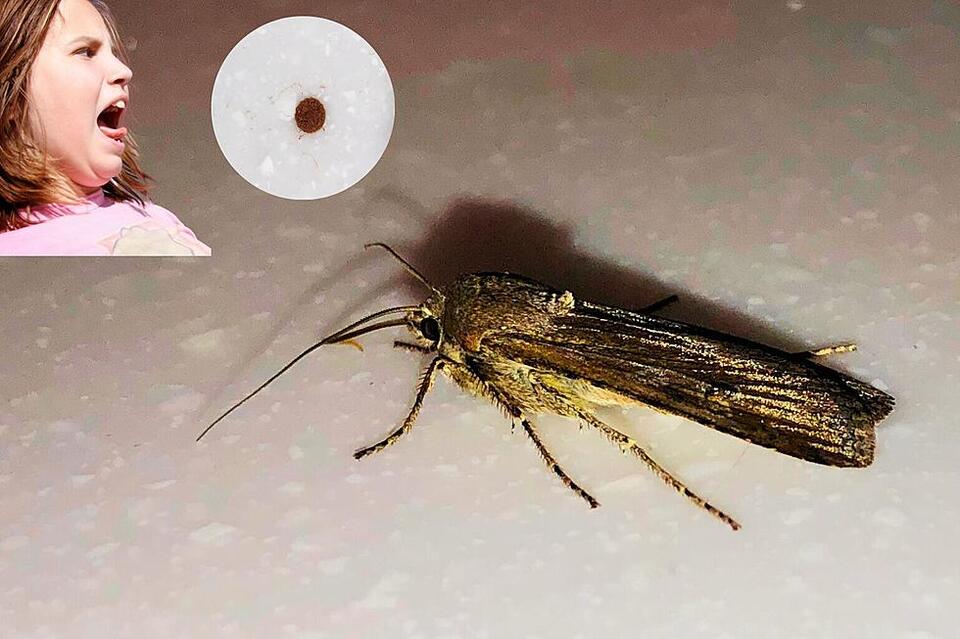 Miller Moth Season in Colorado, What are Those Reddish Spots They Leave ...