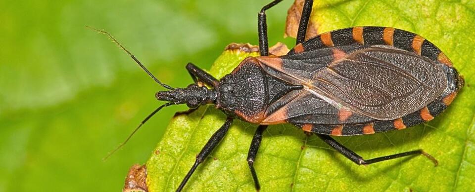 Deadly Kissing Bug Disease Is on The Rise Across The US, CDC Warns ...