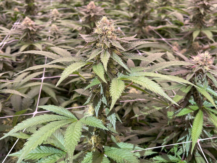 With Missouri regulations in flux, what’s the difference between hemp ...