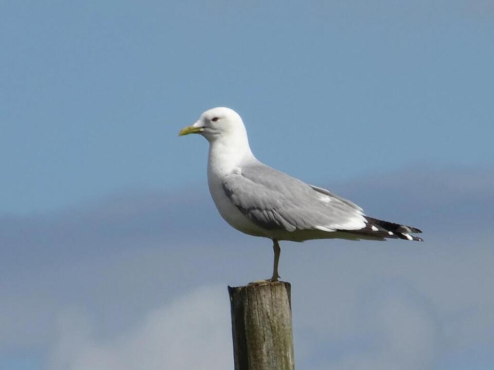 17 Types of Gulls You’ll See Along Coastlines and Inland Waters - NewsBreak