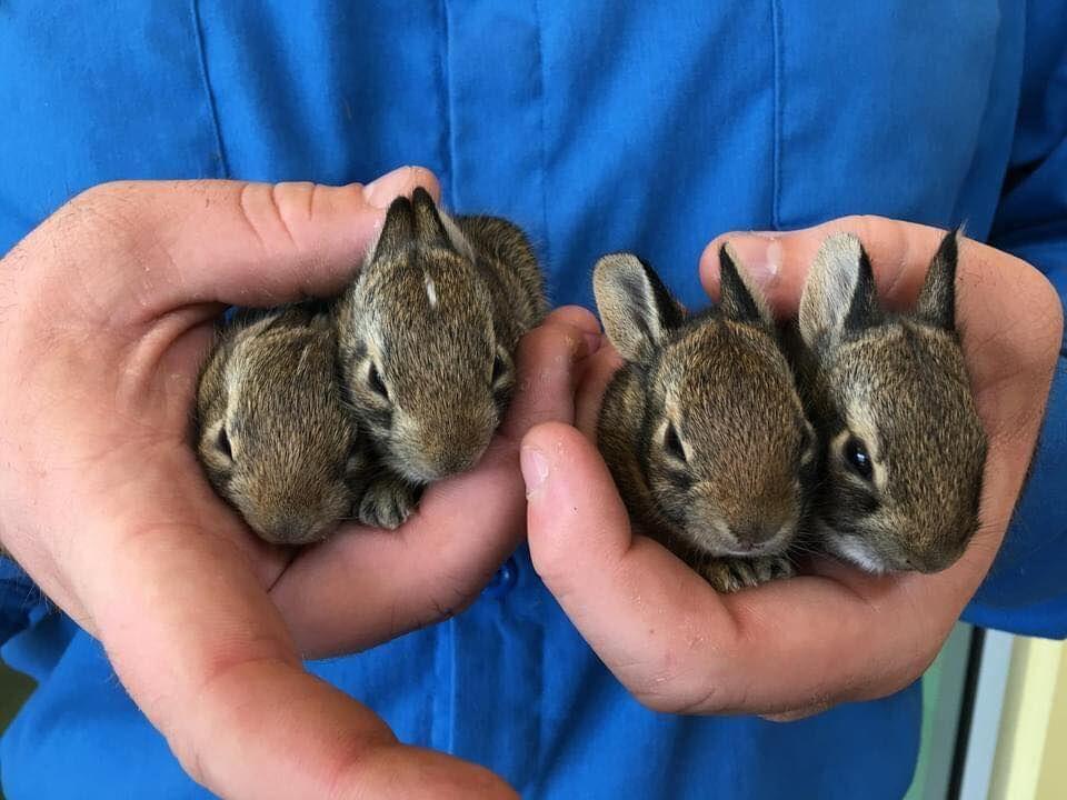 A wildlife rehabber in Denton battles urbanization, encroaching ...