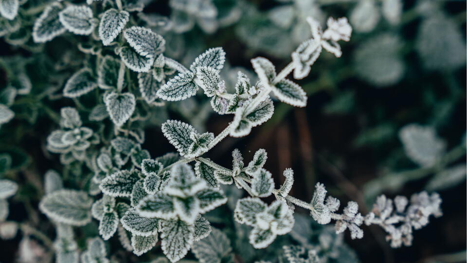 Is mint frost-tolerant? Everything you need to know about growing mint ...