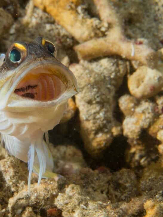 This Fish Can Climb Waterfalls—Yes, You Read That Right - NewsBreak
