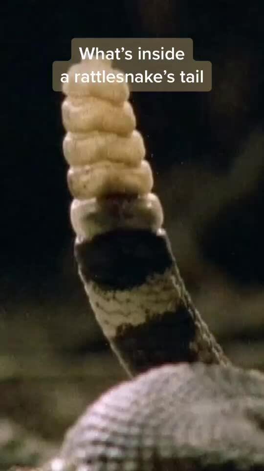 Did you know if you opened up a rattlesnake’s tail, nothing would fall ...