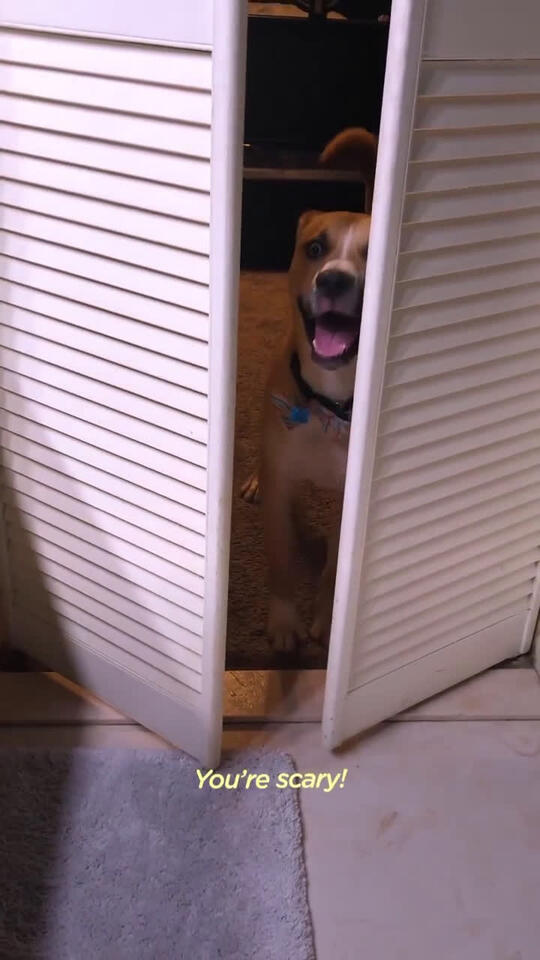 Woman wrote a hilariously honest adoption post for her wild foster dog ...