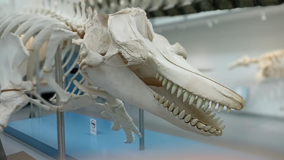 The Most Expensive Dinosaur Fossils Ever Sold at Auction - NewsBreak