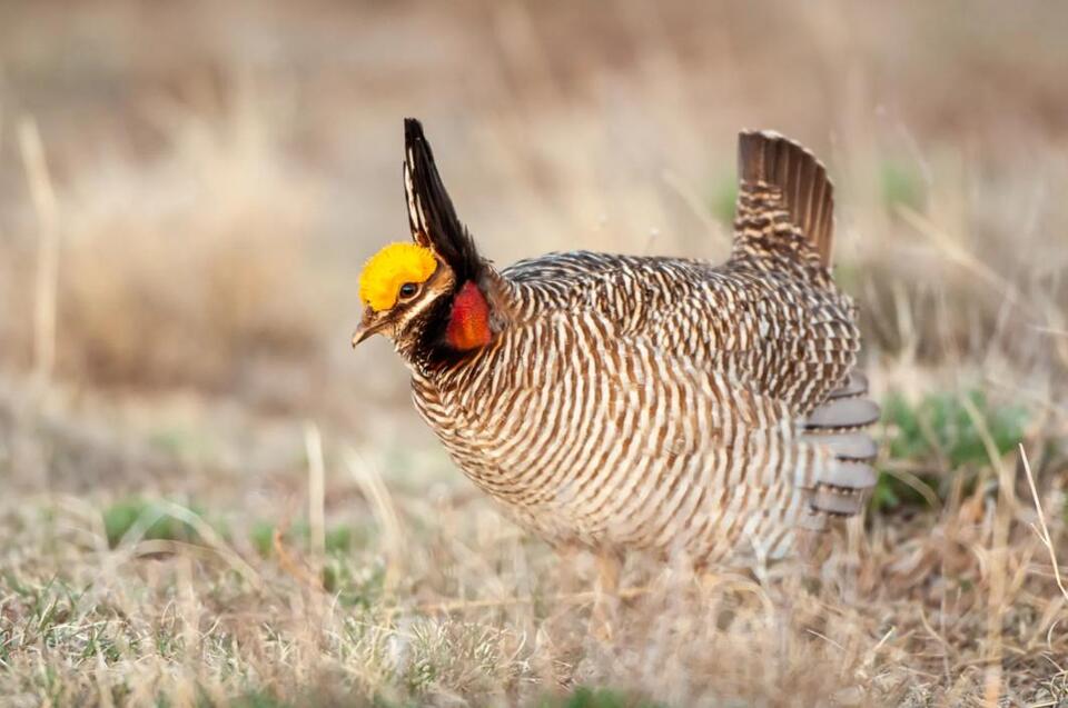 Lesser prairie chicken removed from federal endangered and threatened ...