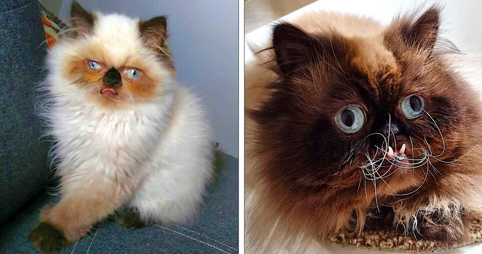 Meet Yohji: A Charming Two-Toothed Cat That Has a Knack for Turning ...
