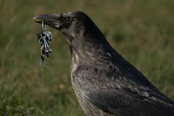 Crows Leave Gifts for the People They Trust - NewsBreak