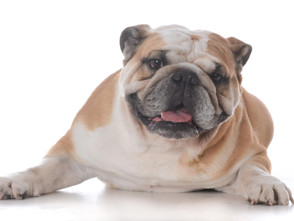 Bulldog’s Sweet Reaction to Baby Crying in Movie Is Too Precious