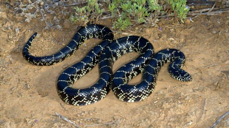 12 Most Snake-Infested National Parks in America - NewsBreak
