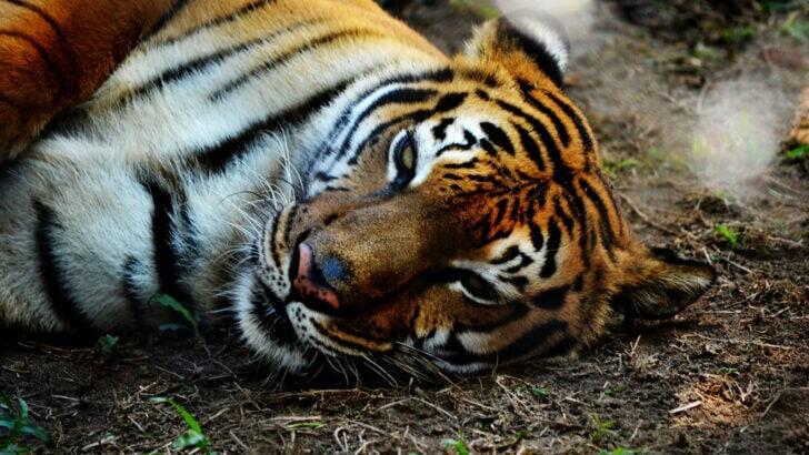 The Threats Tigers Face Today—From Poaching to Habitat Loss - NewsBreak