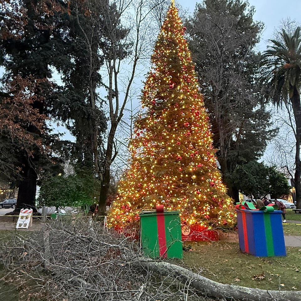 Grinch fails to dim Healdsburg Christmas - NewsBreak