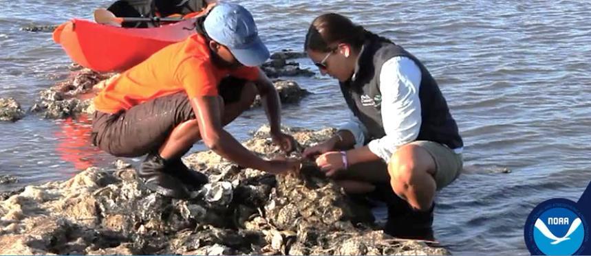 Deepwater Horizon Oil Spill Restoration Projects Continue In Florida ...