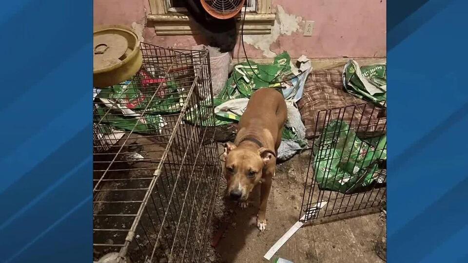 JPD: Two arrested after 18 animals found in squalor at Johnstown home ...