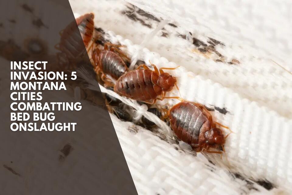 Insect Invasion: 5 Montana Cities Combatting Bed Bug Onslaught - NewsBreak