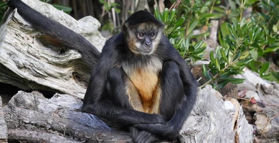 South Carolina Escaped Monkey Captured Thanks To A Cup Of Coffee ...